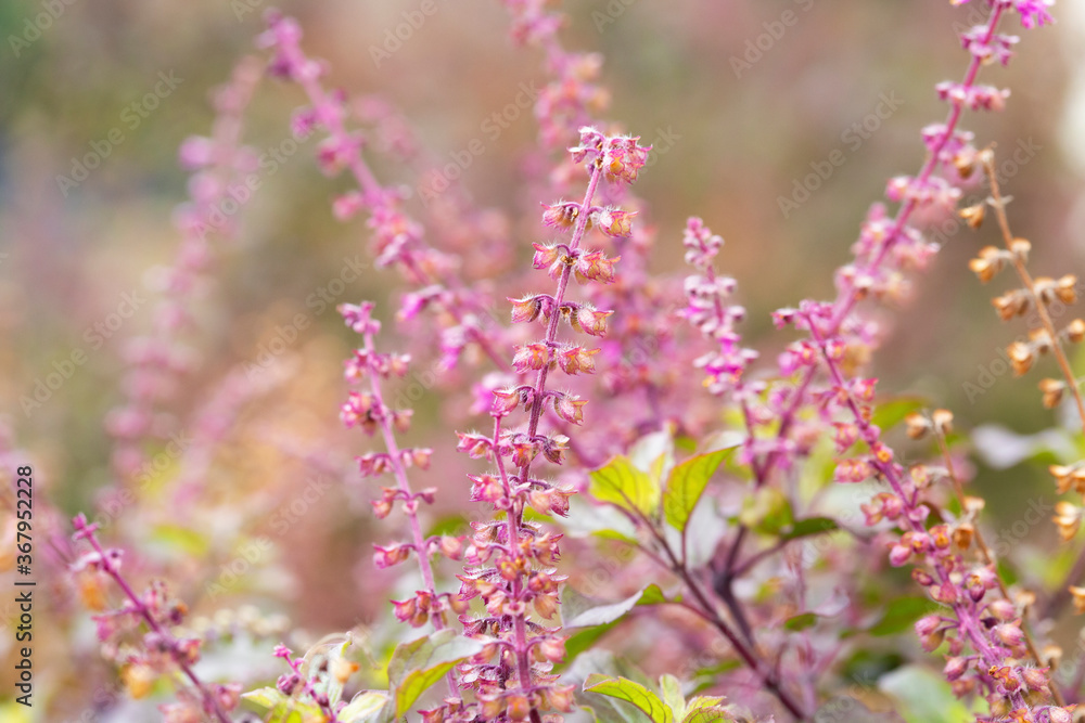 Tulsi ,(Ocimum tenuiflorum)flowers in the garden Stock Photo | Adobe Stock