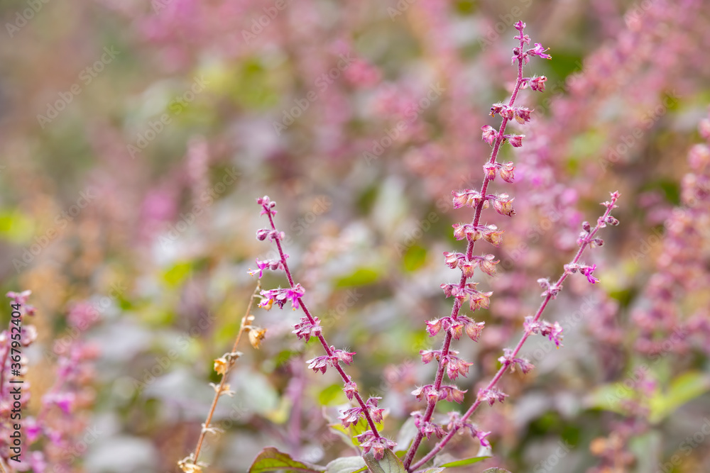 Tulsi ,(Ocimum tenuiflorum)flowers in the garden Stock Photo | Adobe Stock