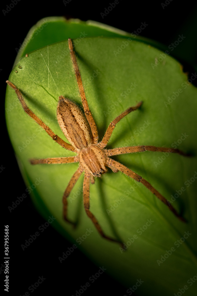 Wolf spider at night in Tortuguero Costa Rica Stock Photo | Adobe Stock