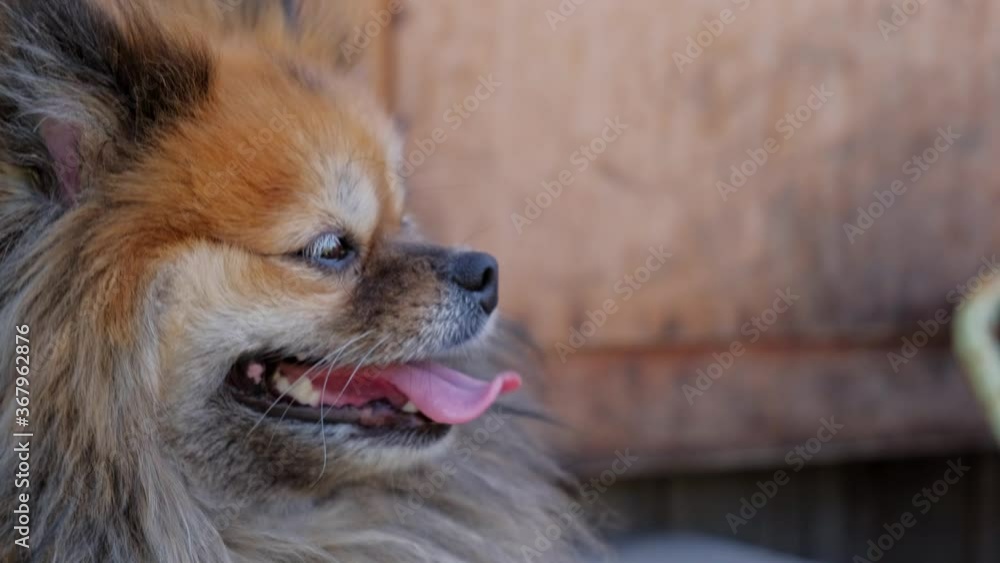 Close up of the face of a german orange-colored spitz. The dog breathes ...