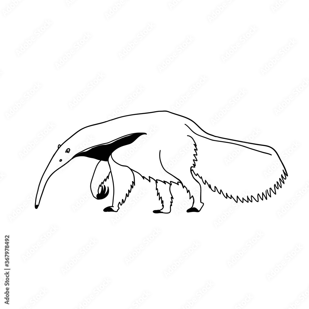 Anteater vector illustration. Line drawing of South America animal ...