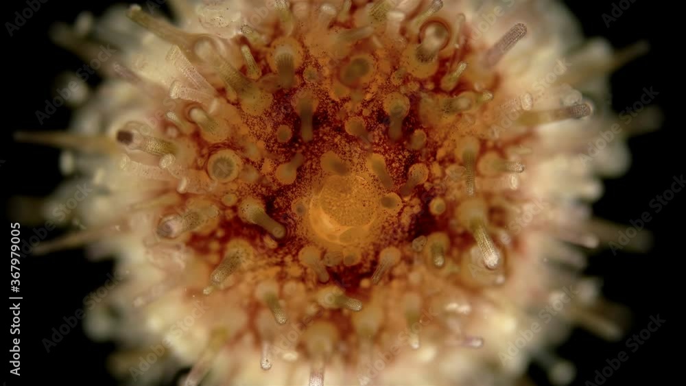 sea urchin Echinoidea, under a microscope, type Echinodermata. The legs ...