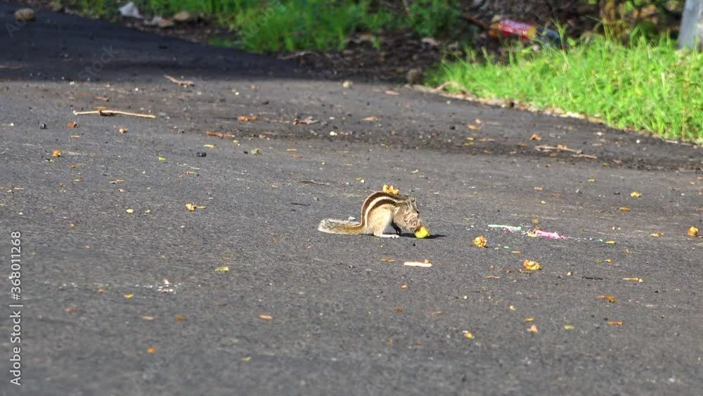 Ground squirrels eat nuts, leaves, roots, seeds, and other plants. They ...