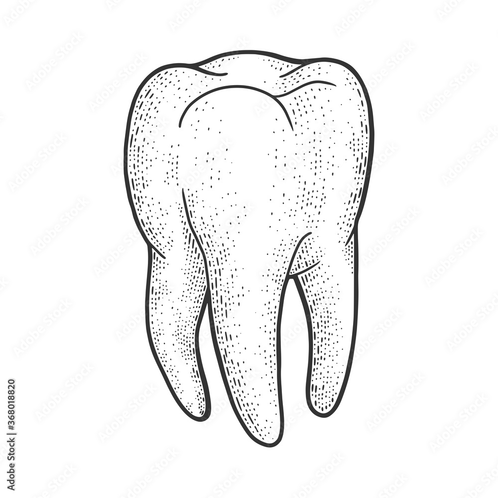 human tooth sketch engraving vector illustration. T-shirt apparel print ...