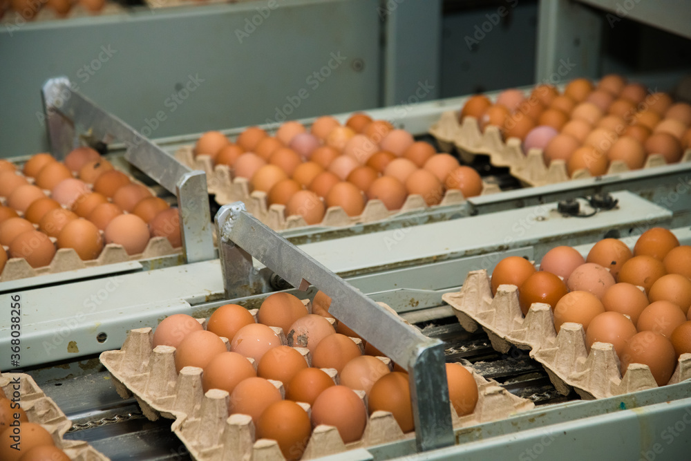Poultry farm. Modern farming. Fresh brown eggs on a transportation line ...