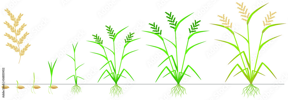 Cycle of growth of a rice plant on a white background. Stock Vector ...