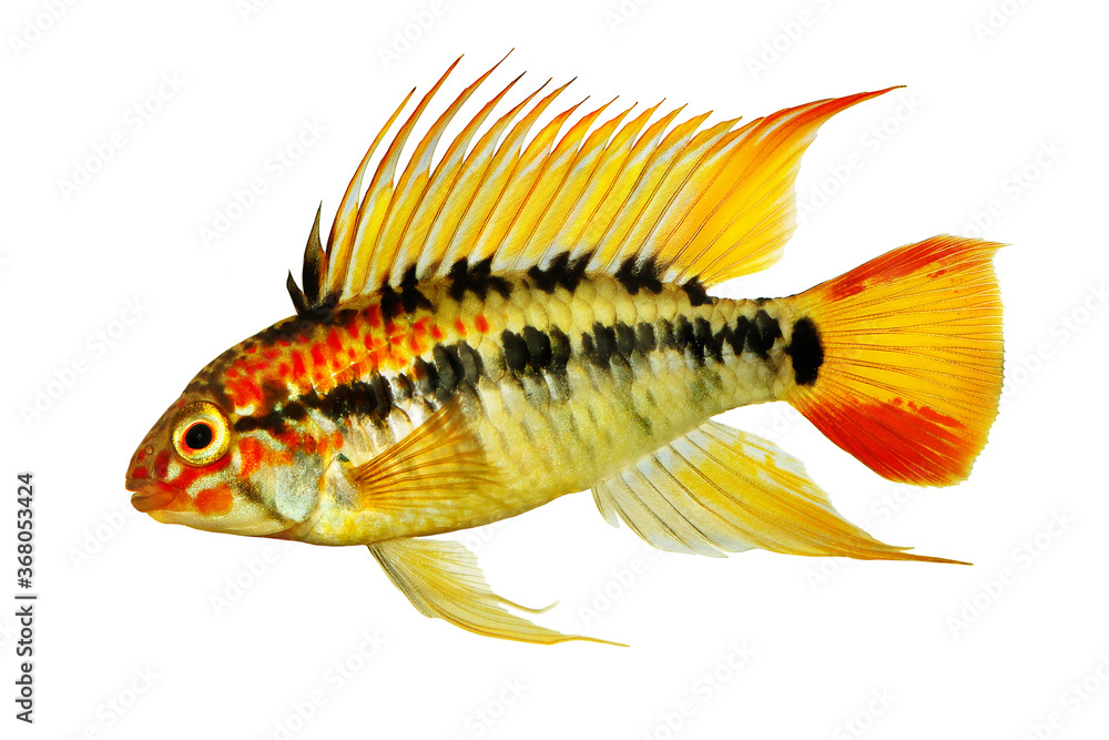 Photo & Art Print Dwarf cichlid apistogramma macmasteri Aquarium fish ...