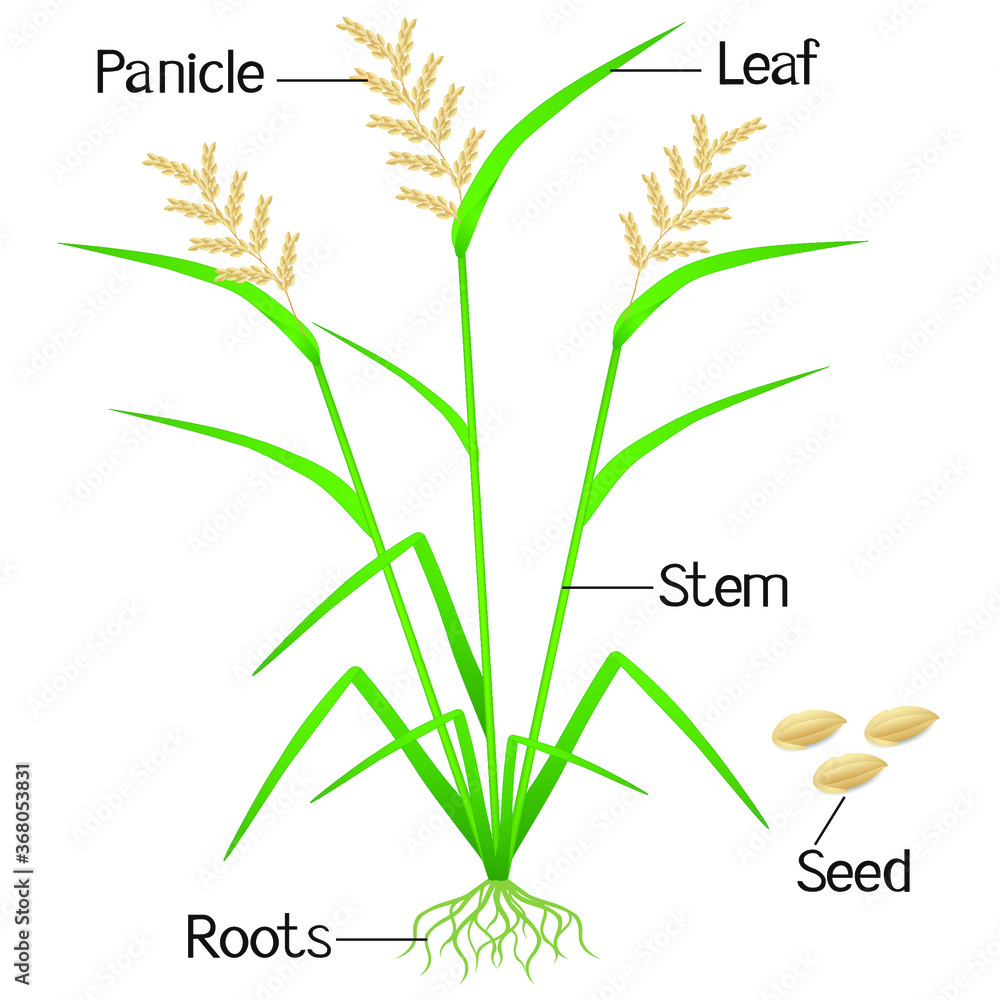 An illustration showing parts of a rice plant. Stock Vector | Adobe Stock