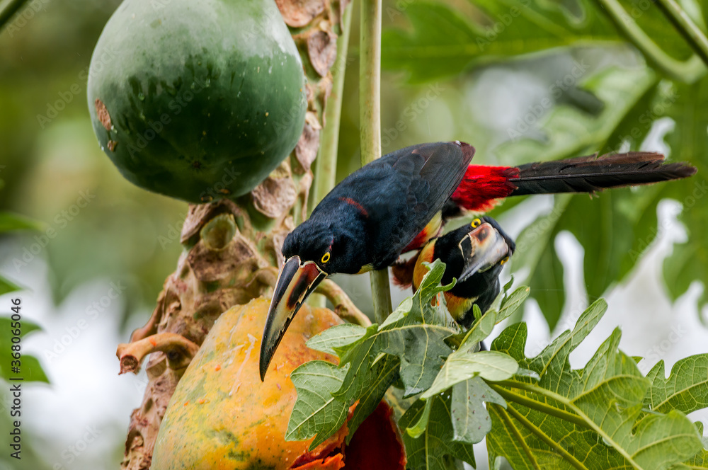 Collared Aracari (Pteroglossus torquatus) in tropical forest of ...