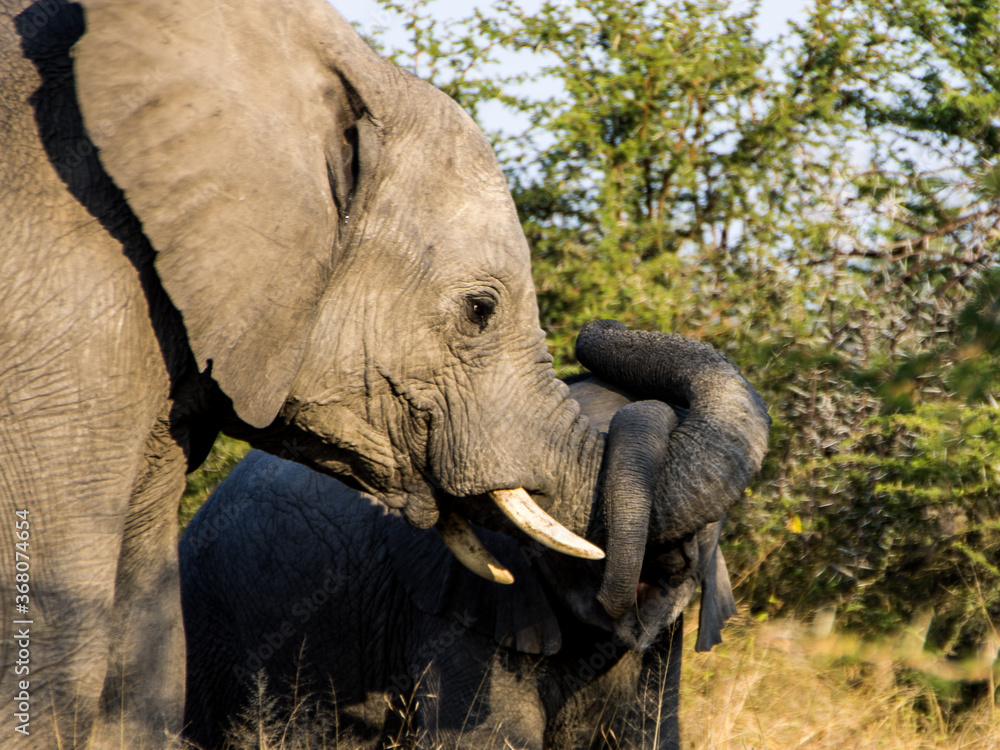 Photograph of elephants, mother with her baby intertwining their trunks ...