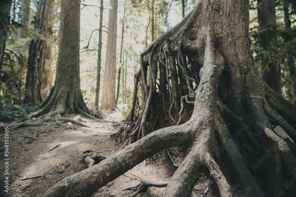 Tree roots in a forest in Cathedral Grove Nanaimo British Columbia ...