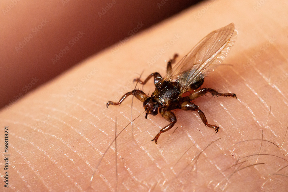 A macro close-up of parasite Deer fly, Lipoptena cervi, on a hairy ...