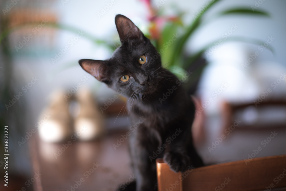 Gato joven curioso mirando a cámara sentado sobre la mesa Stock Photo ...