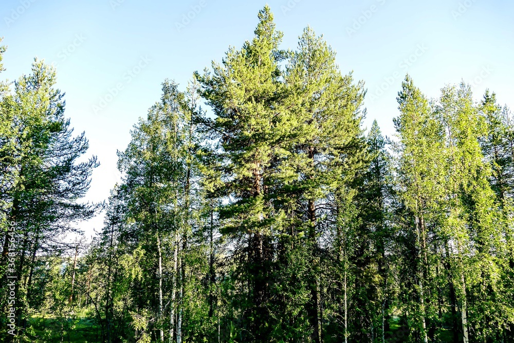 trees in the forest, in Sweden Scandinavia North Europe Stock-Foto ...