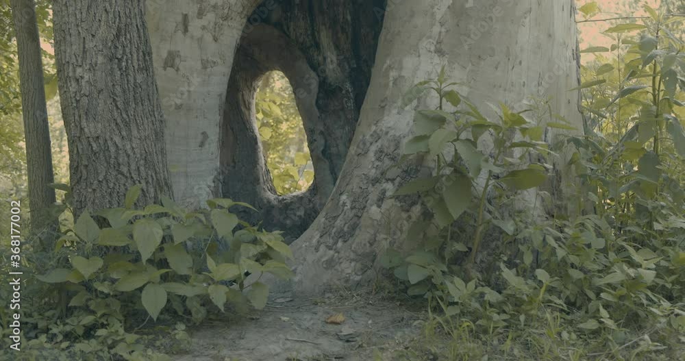 Tree with naturally grown hole in it a local park, the hole allows the ...