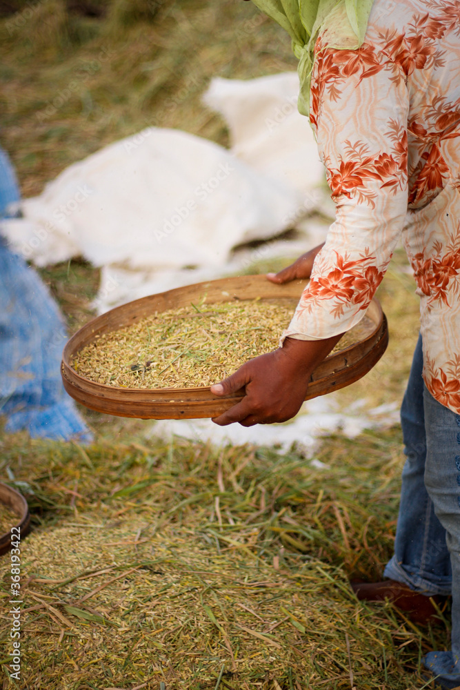 Indonesian traditional hand rice machine, farmers are sifting or ...