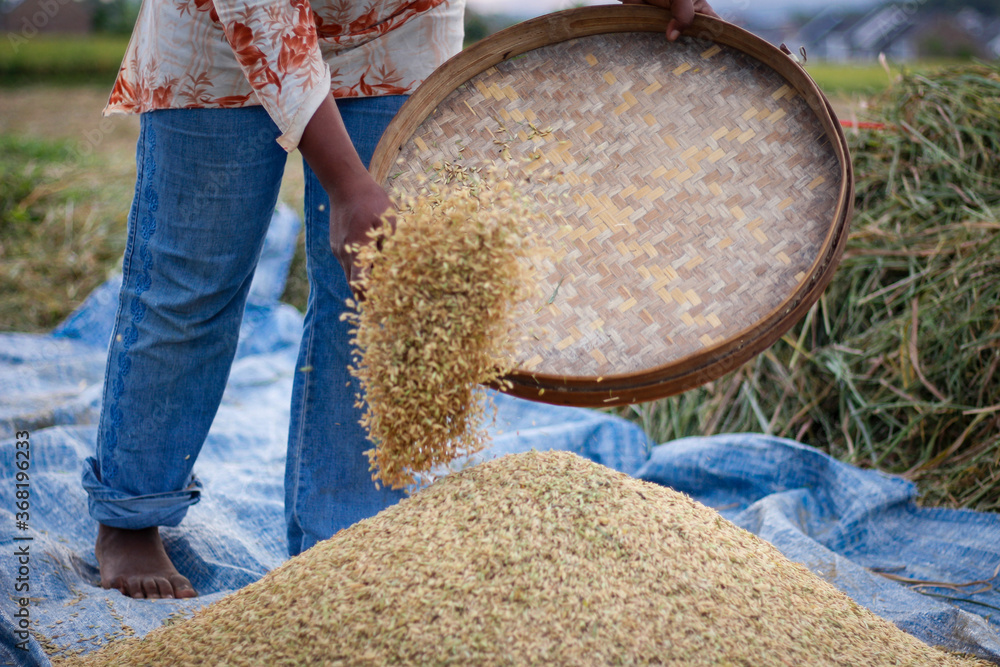 Indonesian traditional hand rice machine, farmers are sifting or ...