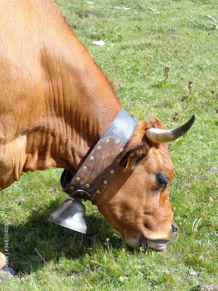Tarentaise ou Tarine, la vache emblématique de SAVOIE Stock Photo ...
