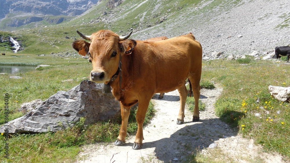 Tarentaise ou Tarine, la vache emblématique de SAVOIE Stock Photo ...