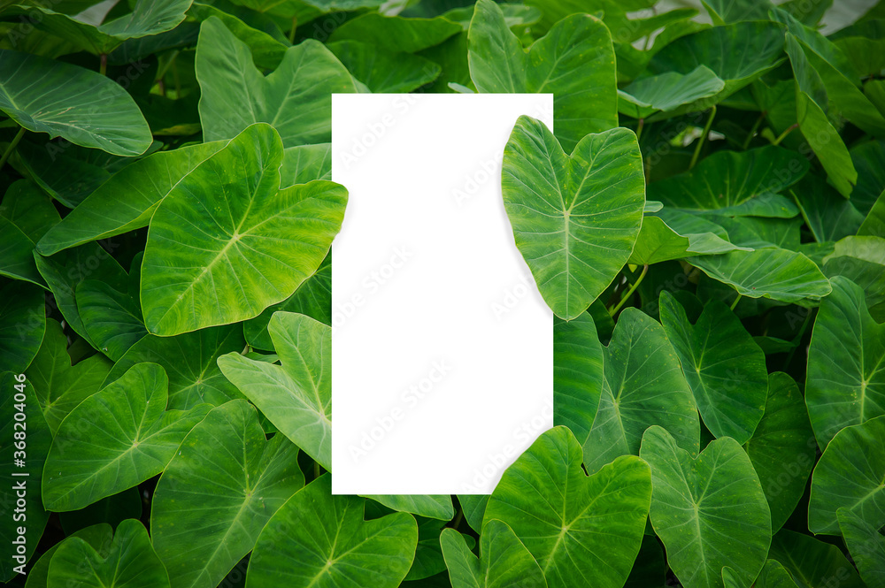 Mockup Paperwhite cards perpendicularly placed on natural green bonbons ...