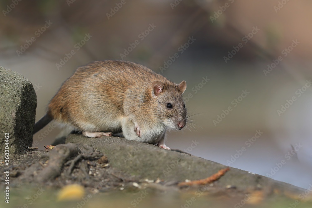 brown rat (Rattus norvegicus) is one of the best known and most common ...