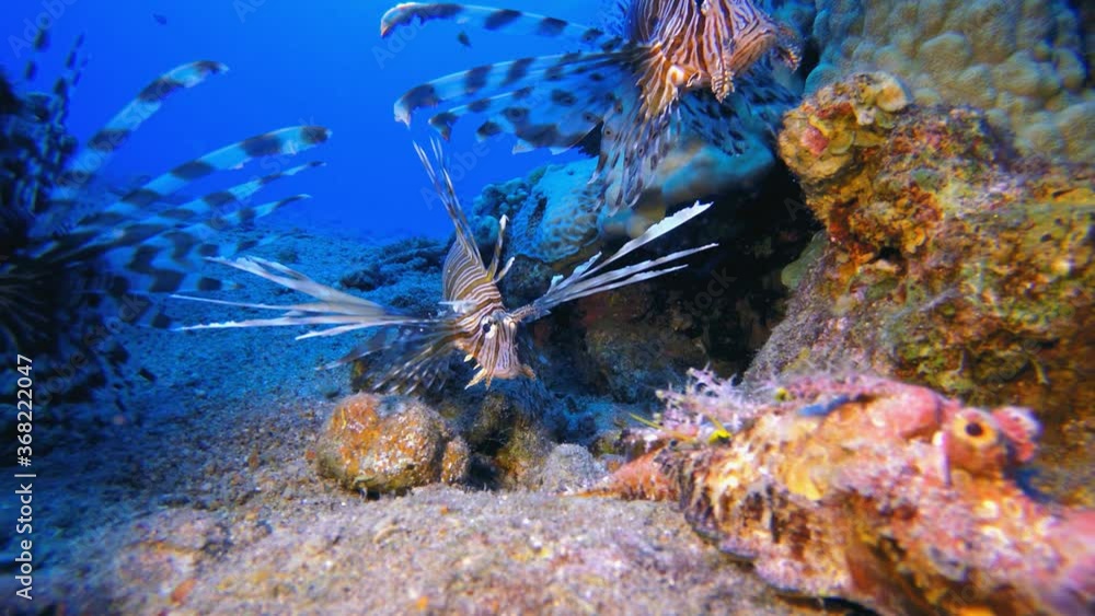 Tropical Walkman Scorpionfish and Lionfish. Walkman scorpionfish ...