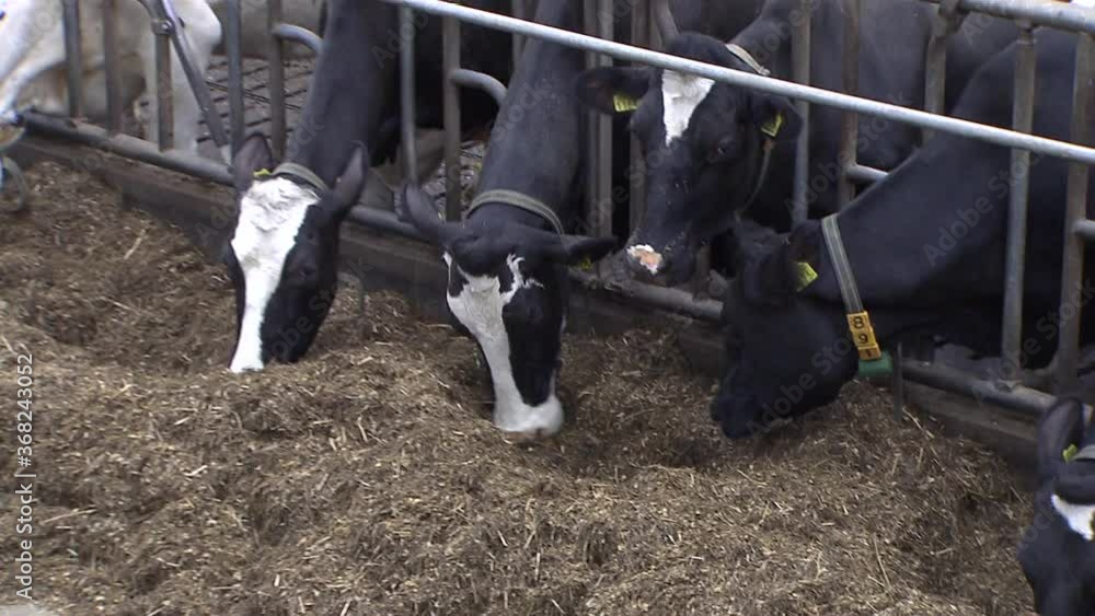Cows in modern Dutch stable eating roughage.. Cattle breeding. Stable ...