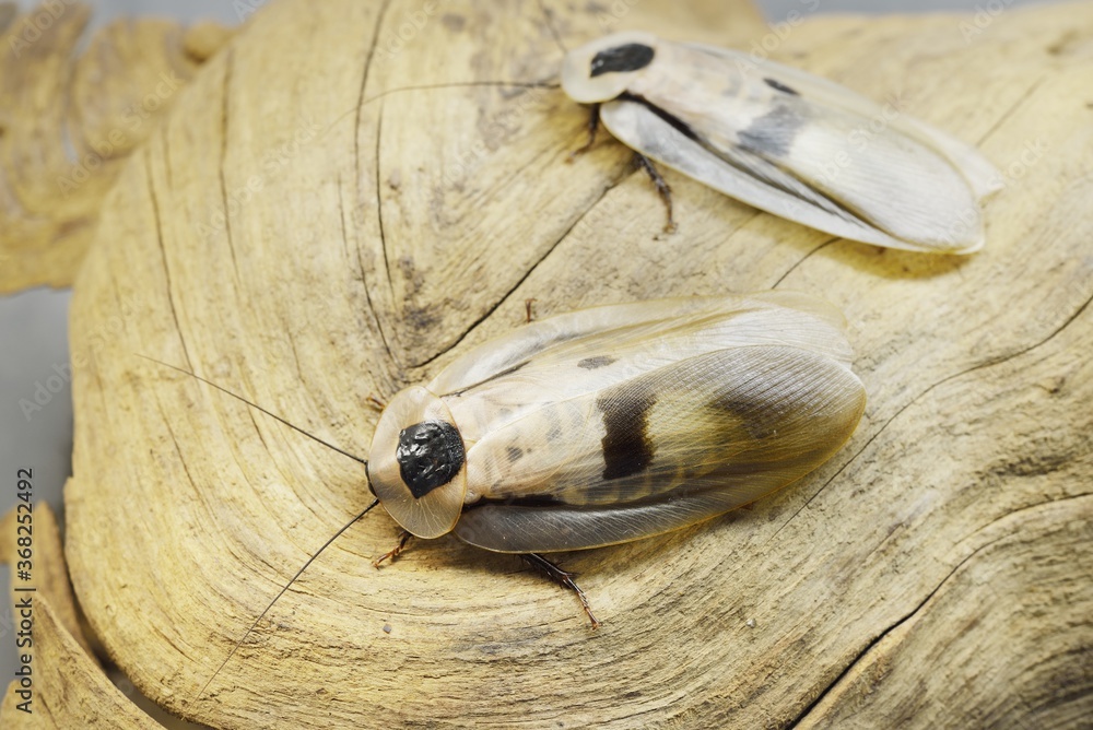 Giant cockroach Blaberus giganteus in terrarium, close-up. Wooden ...