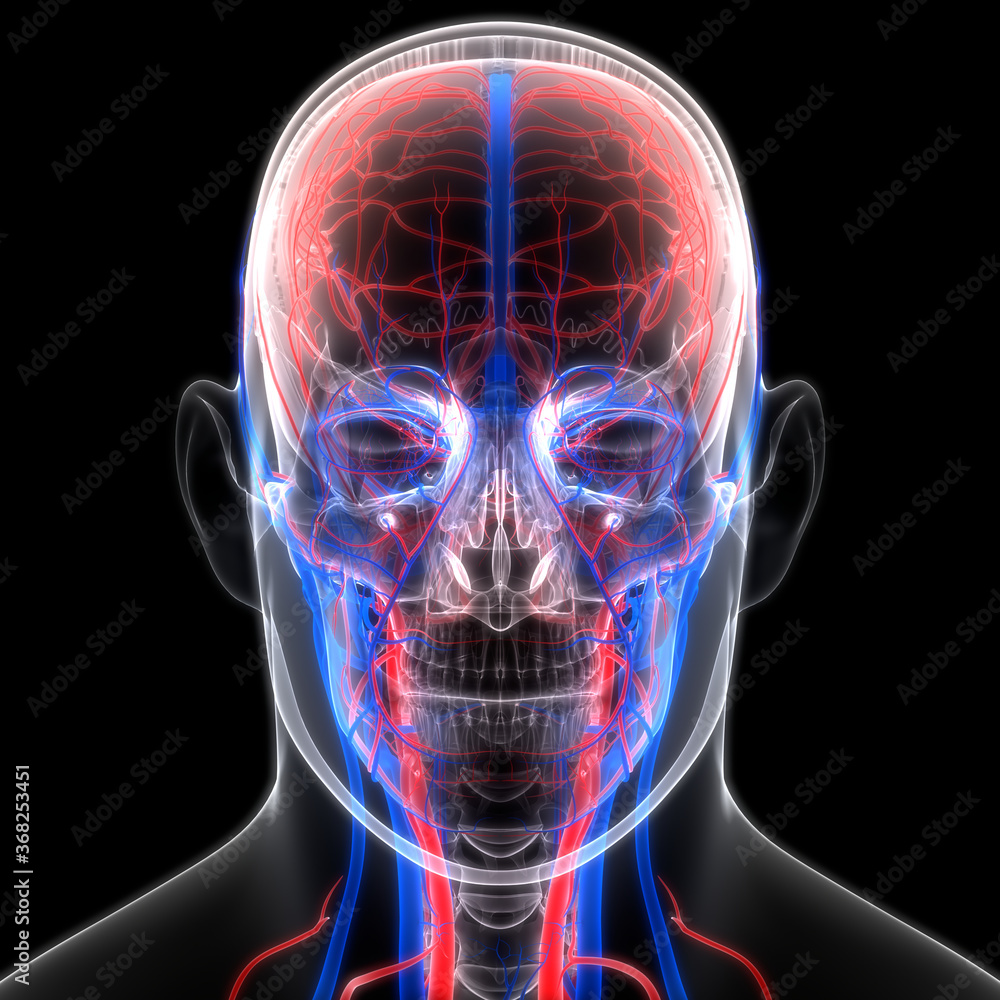 Human Circulatory System Arteries and Veins Anatomy Stock Illustration ...