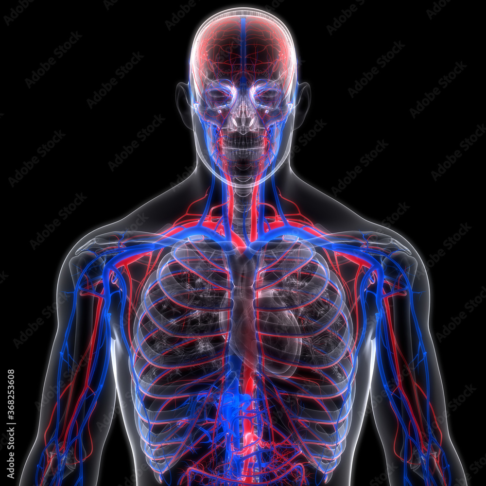 Human Circulatory System Heart with Arteries and Veins Anatomy Stock ...