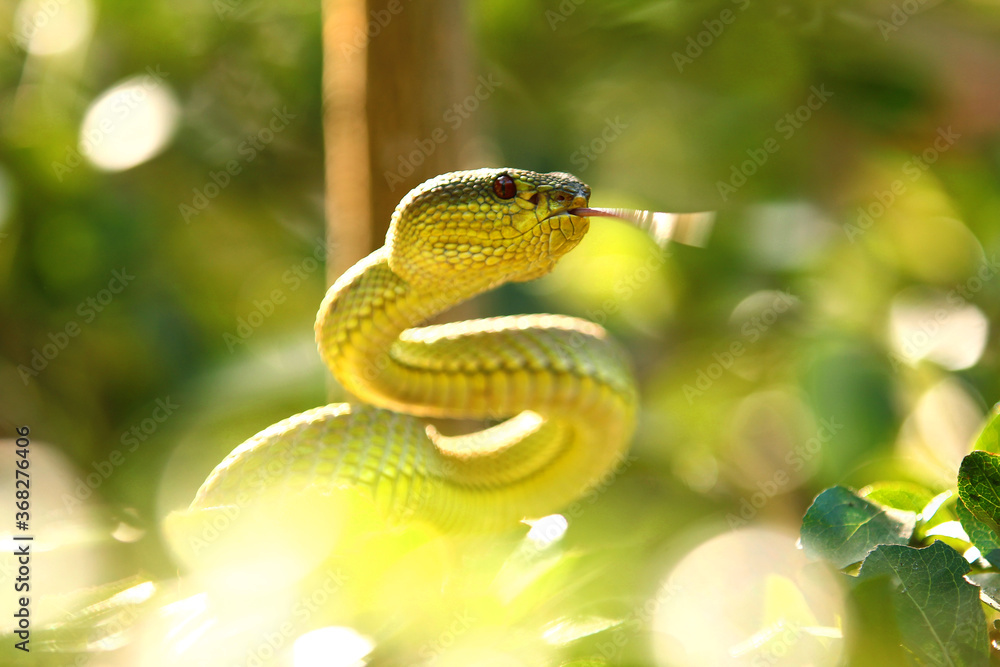 Green mangrove pit viper is a venomous pit viper species native to ...