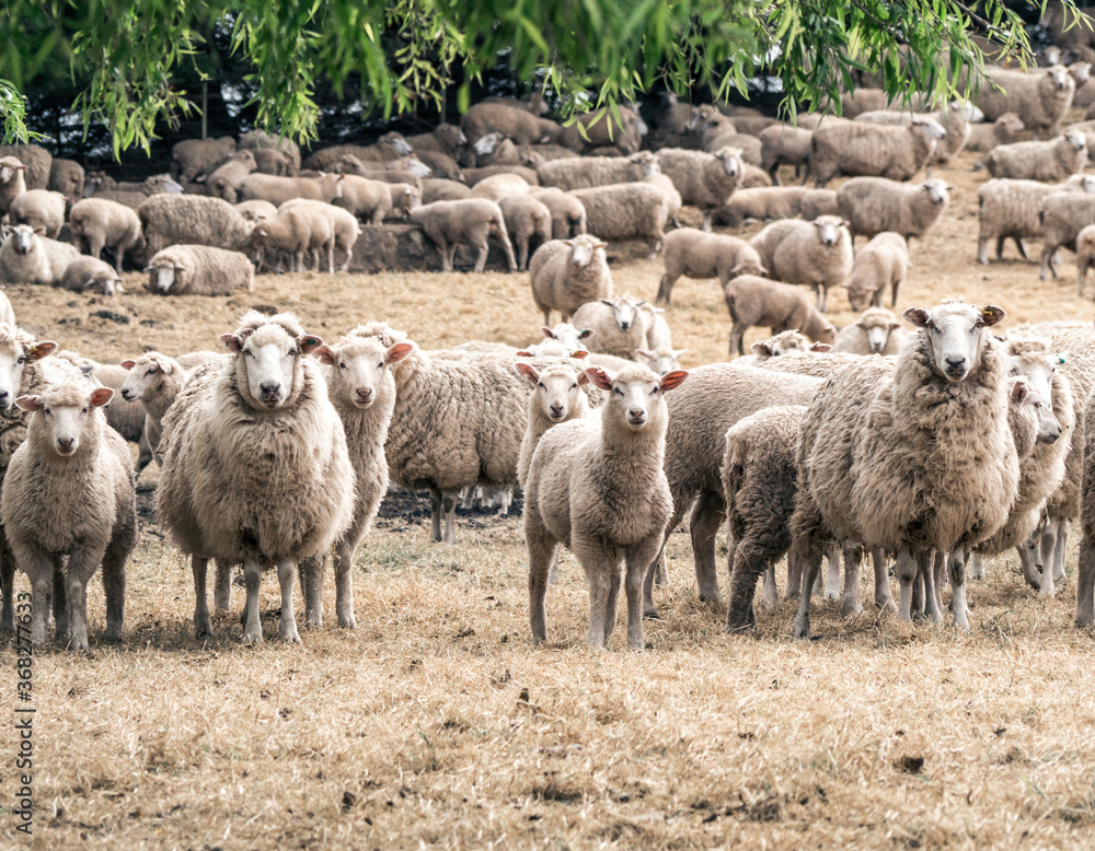 Flock of sheep waiting at shearing time in the home paddock. Stock ...