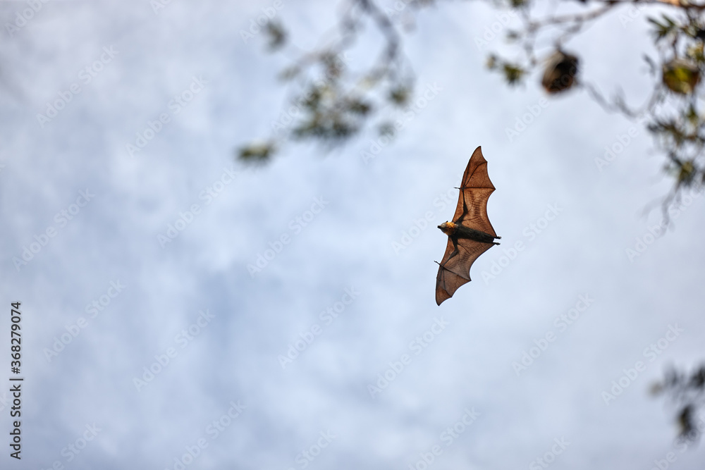 Fruit bat flying in sky through trees Stock Photo | Adobe Stock