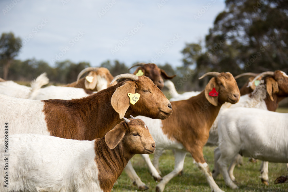 Boer goats with kids on Australian farm Stock Photo | Adobe Stock