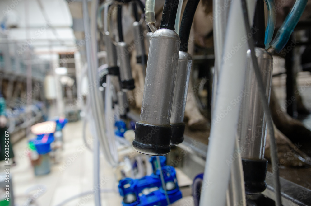 Modern equipment for milking cows on a new farm, the process of milking ...