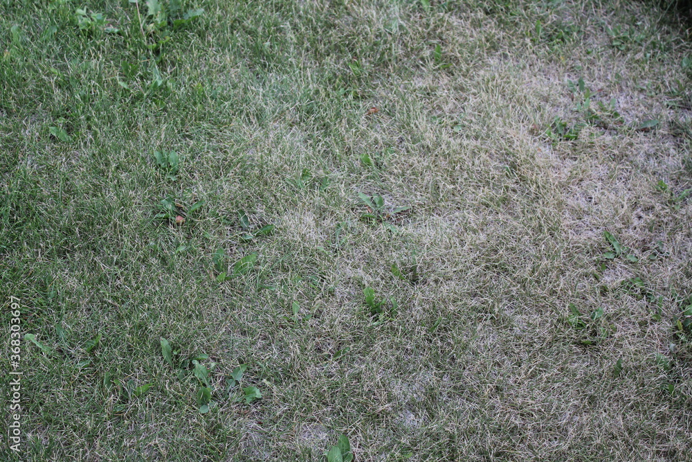 Untreated green lawn with swollen grass, Green untended lawn with bald ...