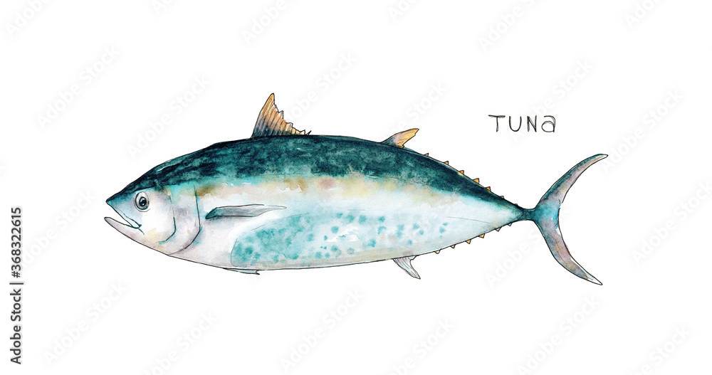 Watercolor hand drawn illustration of Tuna fish with lettering Tuna ...