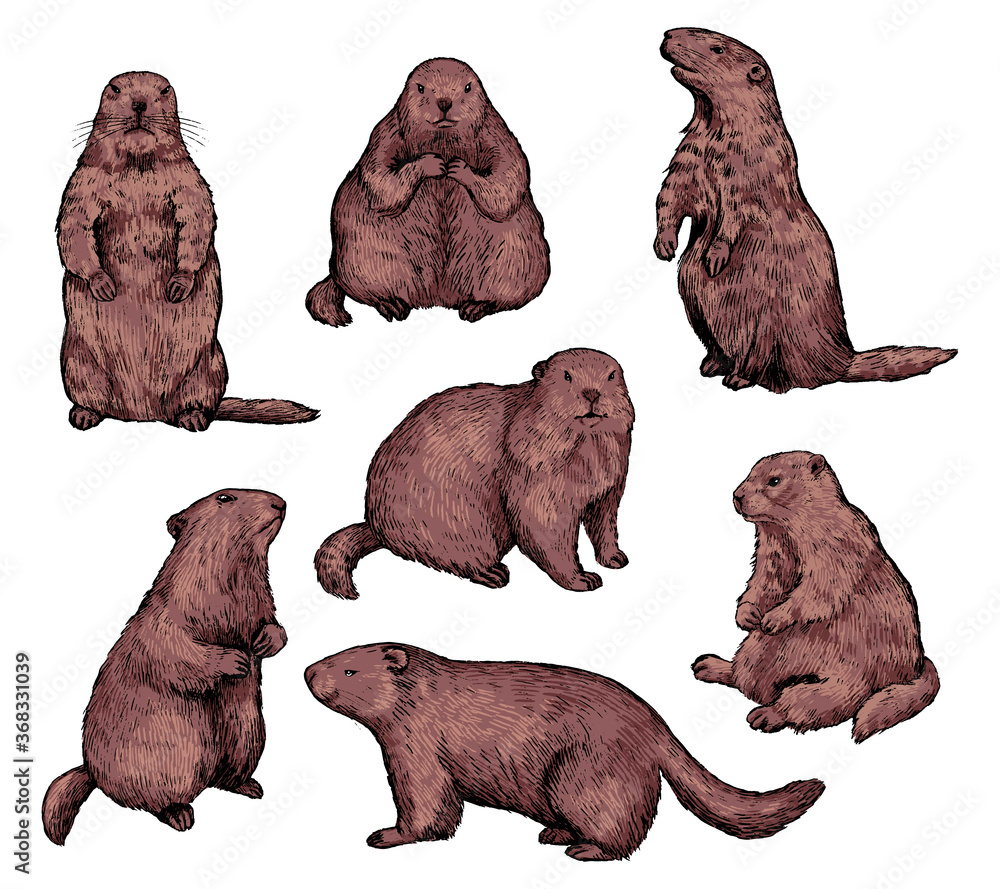 Set of hand drawn vector illustration. Realistic groundhogs in ...