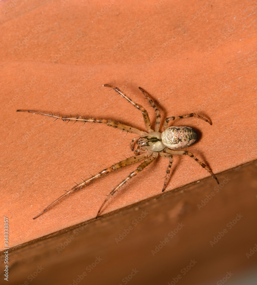 Zdjęcie Stock: A Missing Sector Spider, Zygiella x-notata, in the UK in ...
