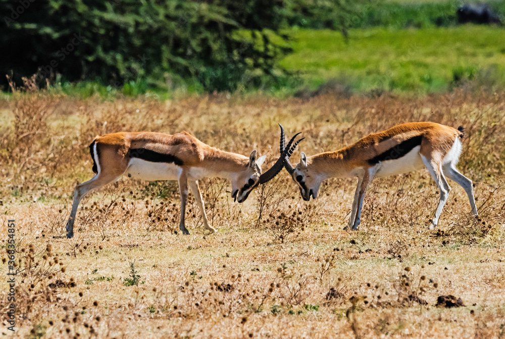Springbok Antelopes fighting at Ngorongoro, Tanzania Stock Photo ...