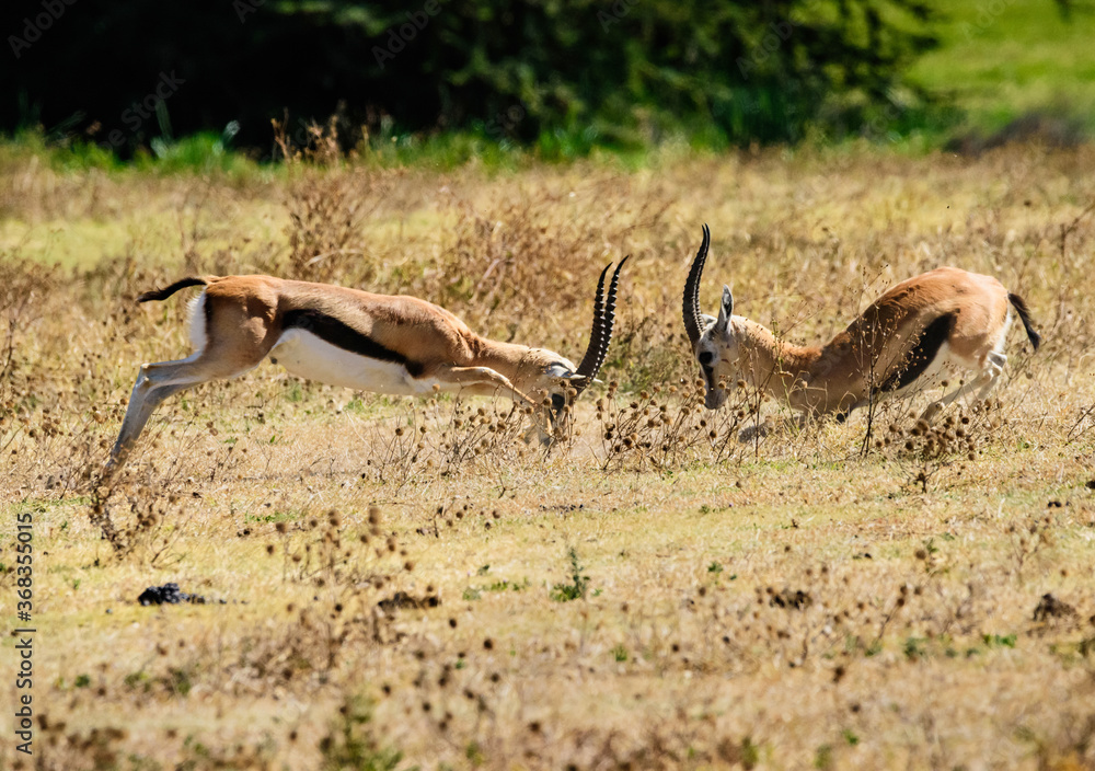 Springbok Antelopes fighting at Ngorongoro, Tanzania Stock Photo ...