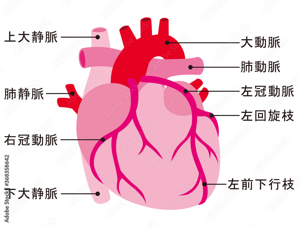 心臓 動脈 静脈 冠動脈 Stock-Illustration | Adobe Stock