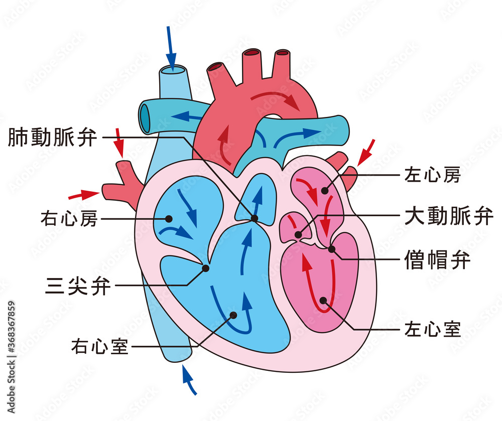 心臓 血液の流れ 断面図 Stock Illustration | Adobe Stock