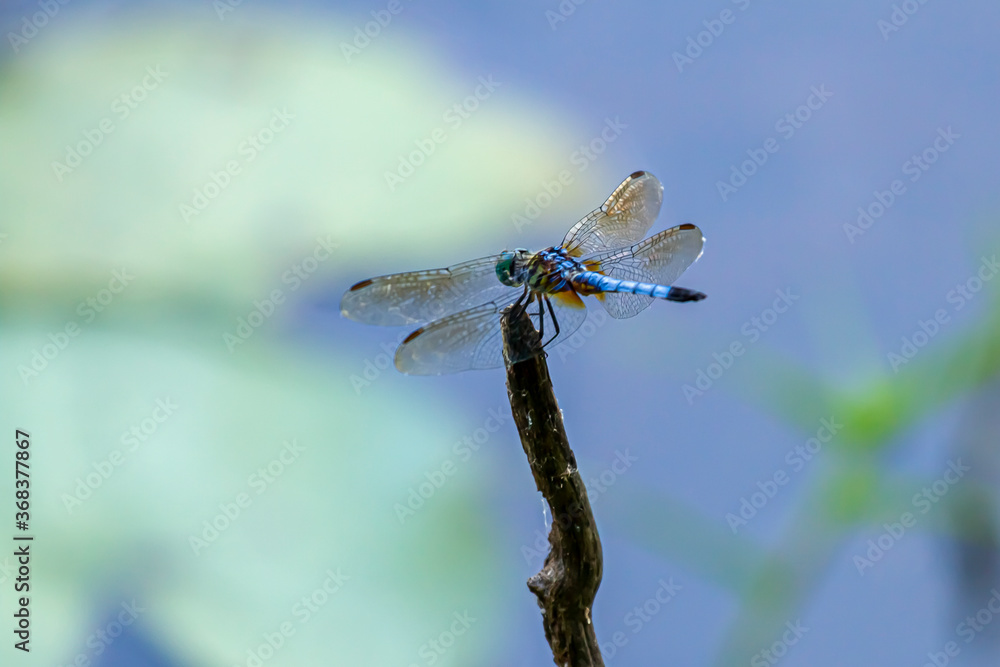 Blue Dasher Dragonfly