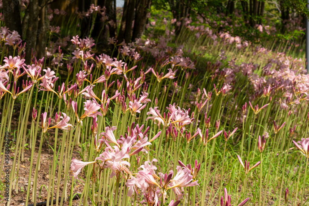 Full blooming of resurrection lily (Lycoris squamigera) in Japan at the ...