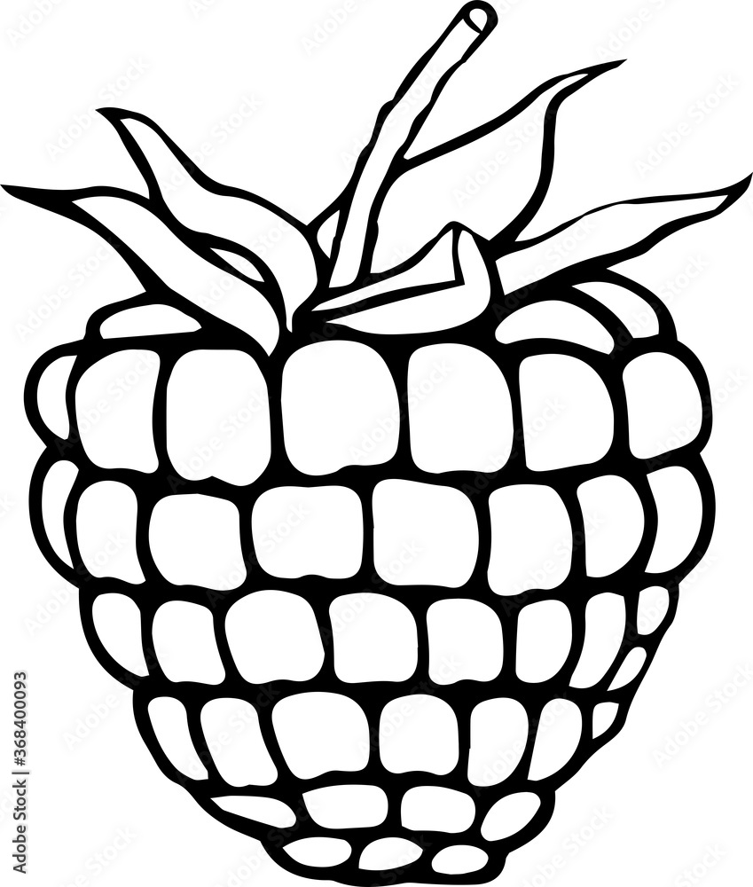 vector line art illustration of a raspberry on the white background ...