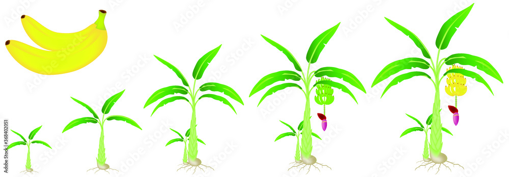 A growth cycle of a banana plant isolated on a white background. Stock ...