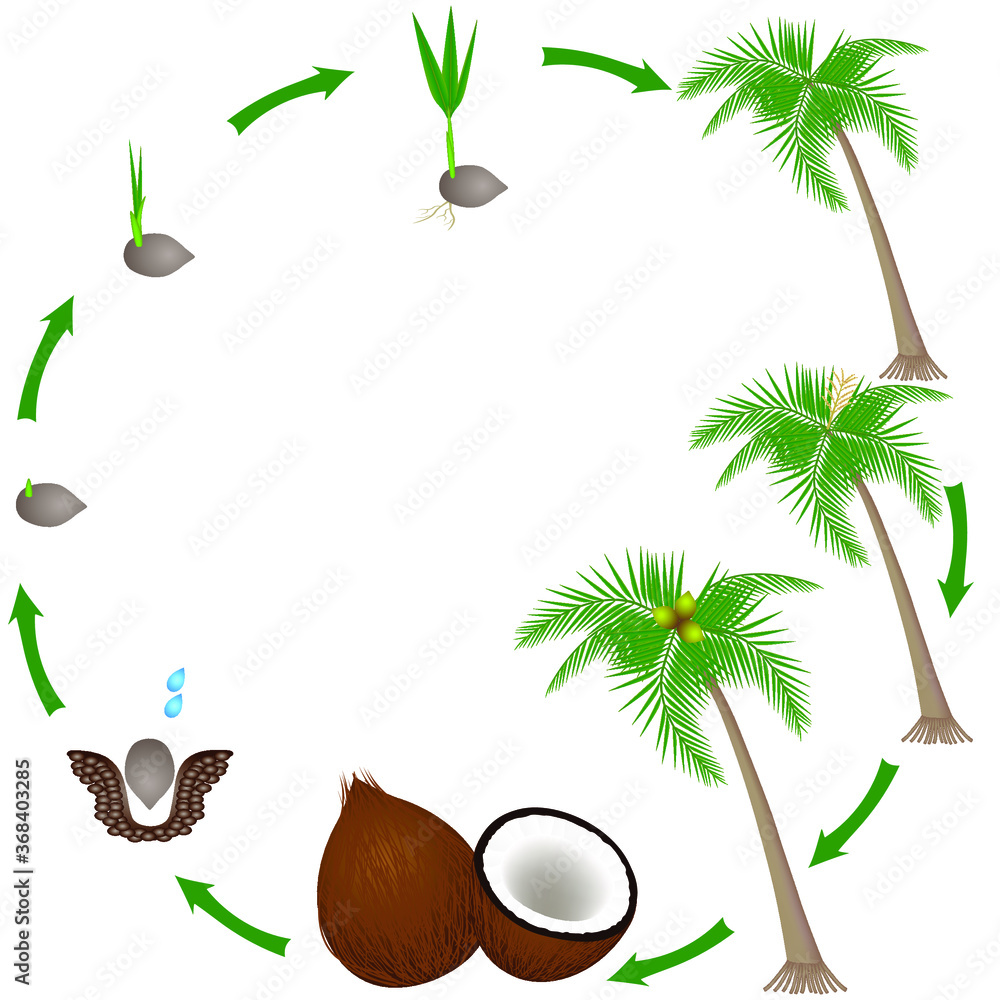 Life cycle of a coconut plant on a white background. Stock Vector ...
