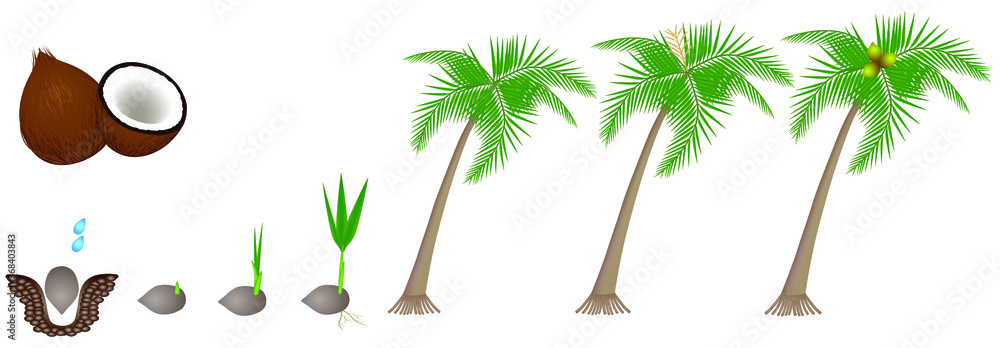 Cycle of growth of a plant of a coconut isolated on a white background ...