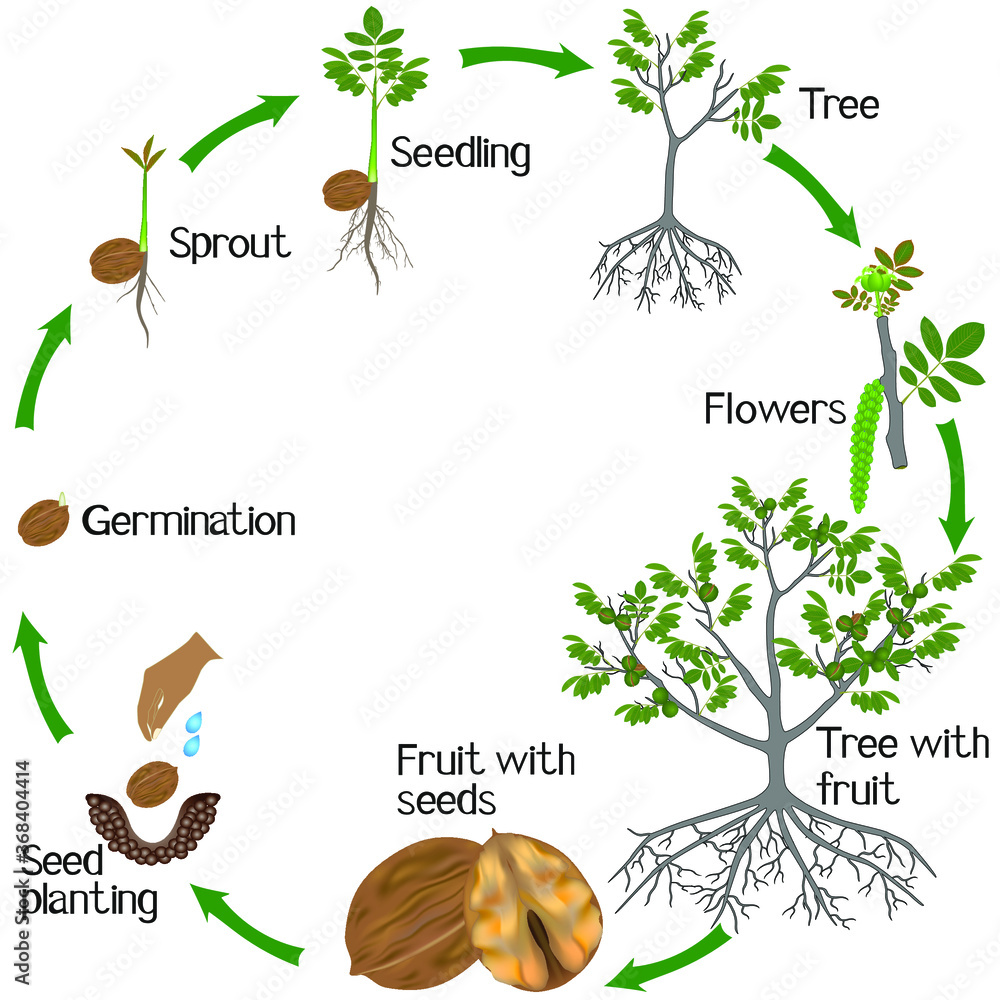 Cycle of a walnut plant growth isolated on white background. Stock ...